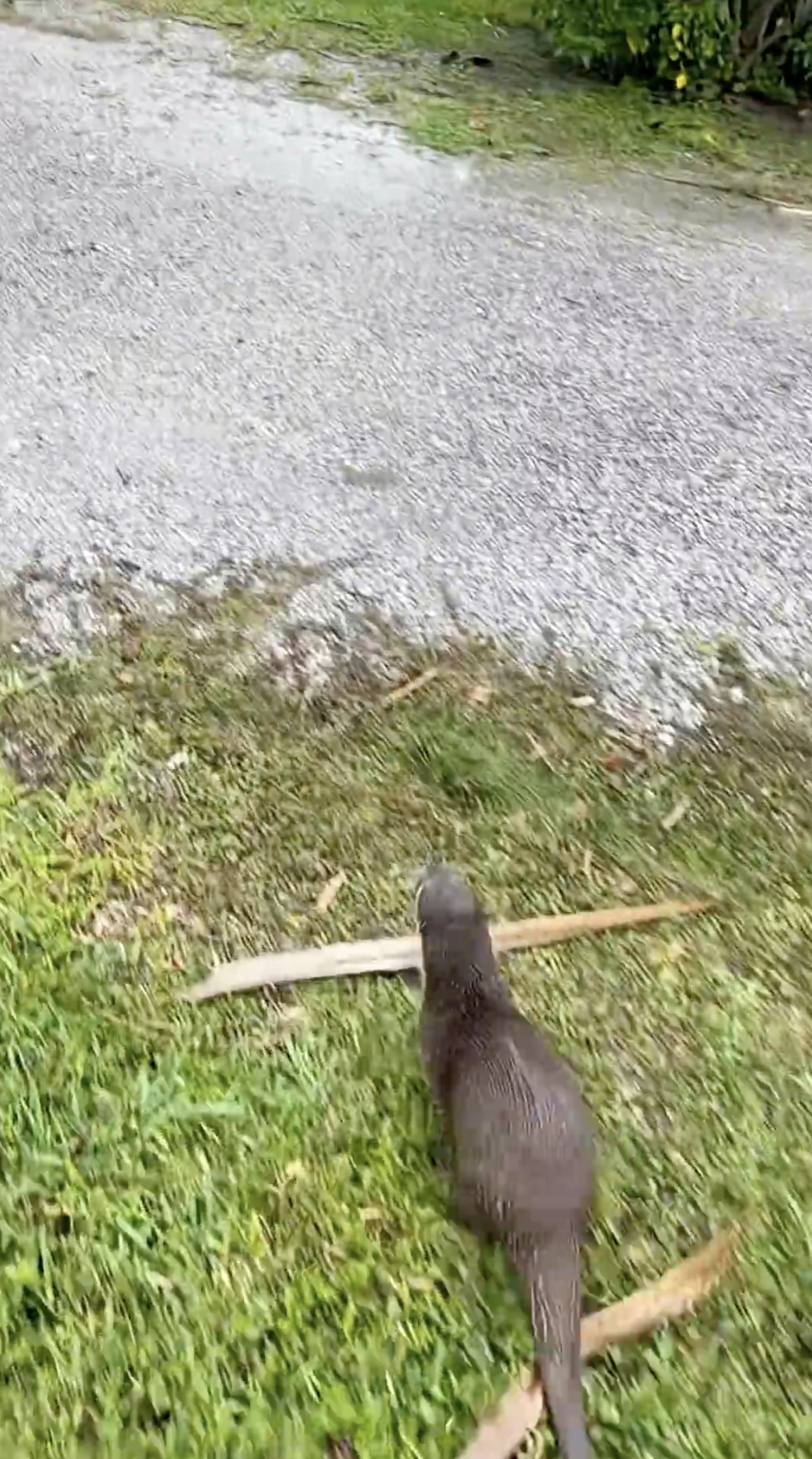 Walking my otter