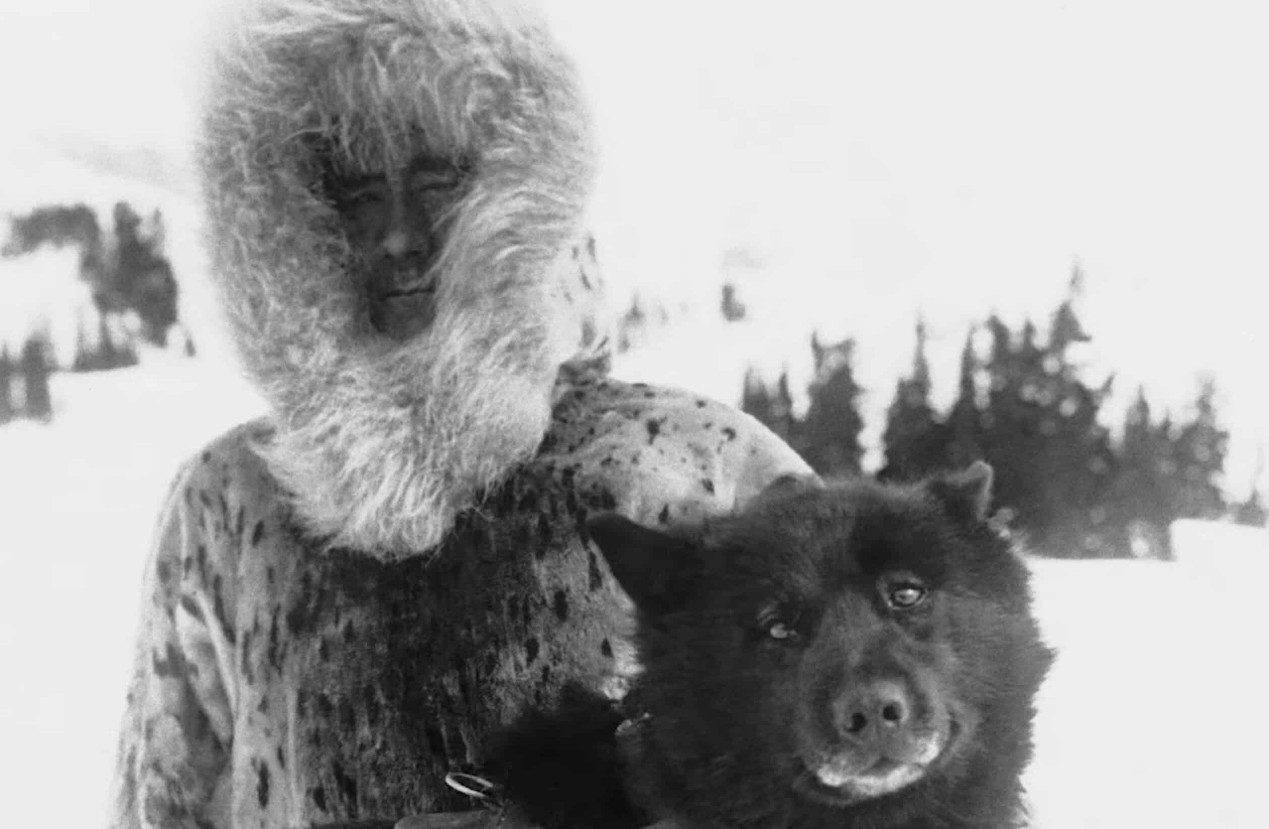 How 150 dogs traveled 260 miles to save Alaskan residents from a deadly ...