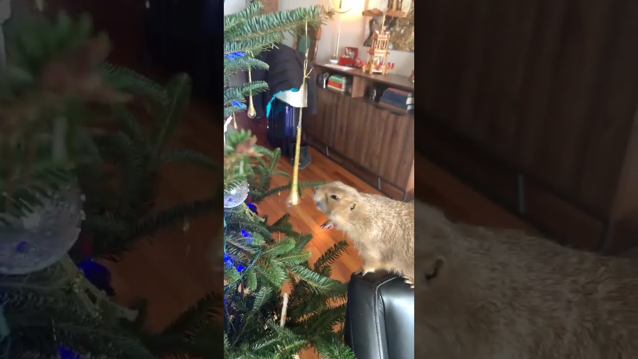 This prairie dog cannot resist shiny objects