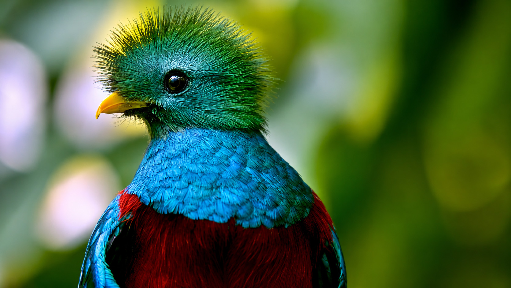 Why does the quetzal bird look almost too colorful to be real?