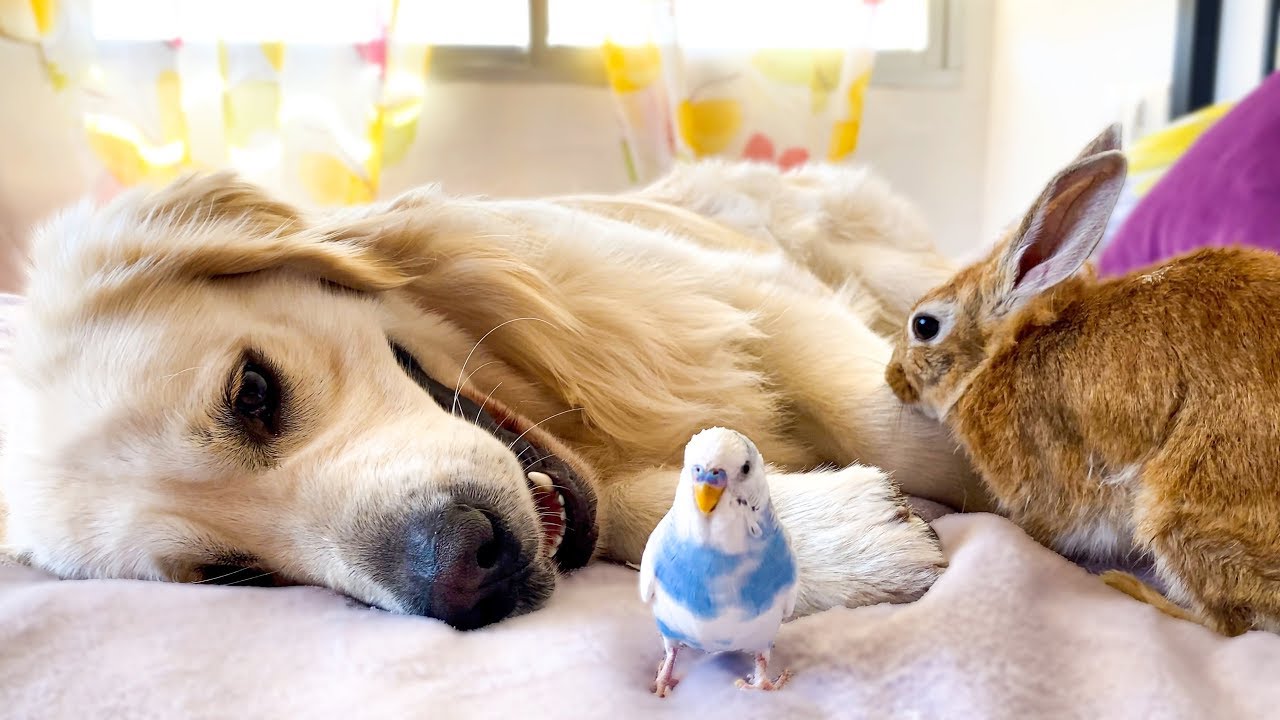 Can a Dog Be Friend of a Bird and a Rabbit?