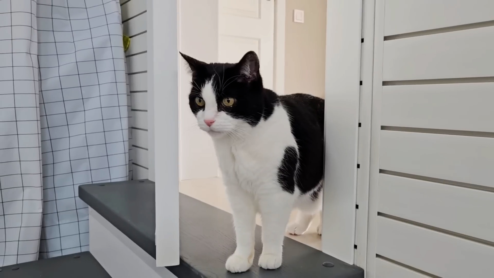 Our cat just found out the house was sold