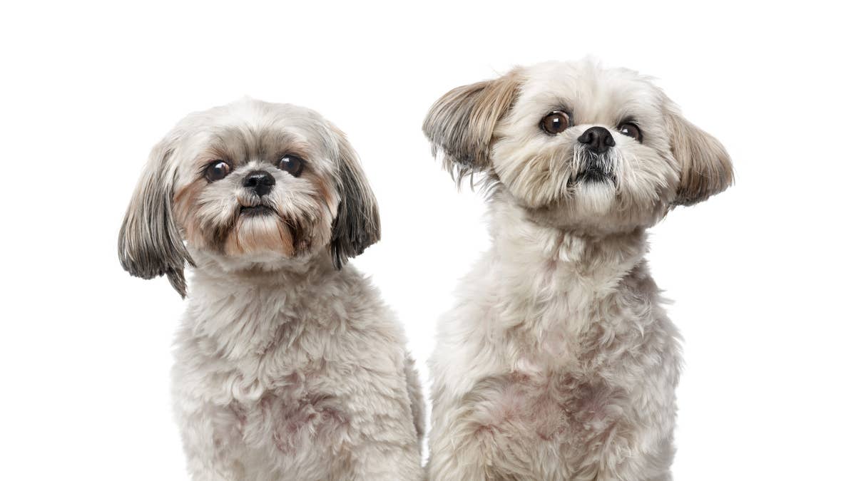 Shih-Tzu sweetly 'walks' blind fur baby brother like a self-appointed ...