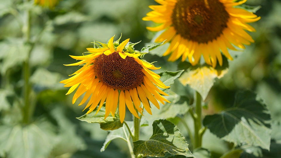 From wild fields to your backyard: The sunflower story
