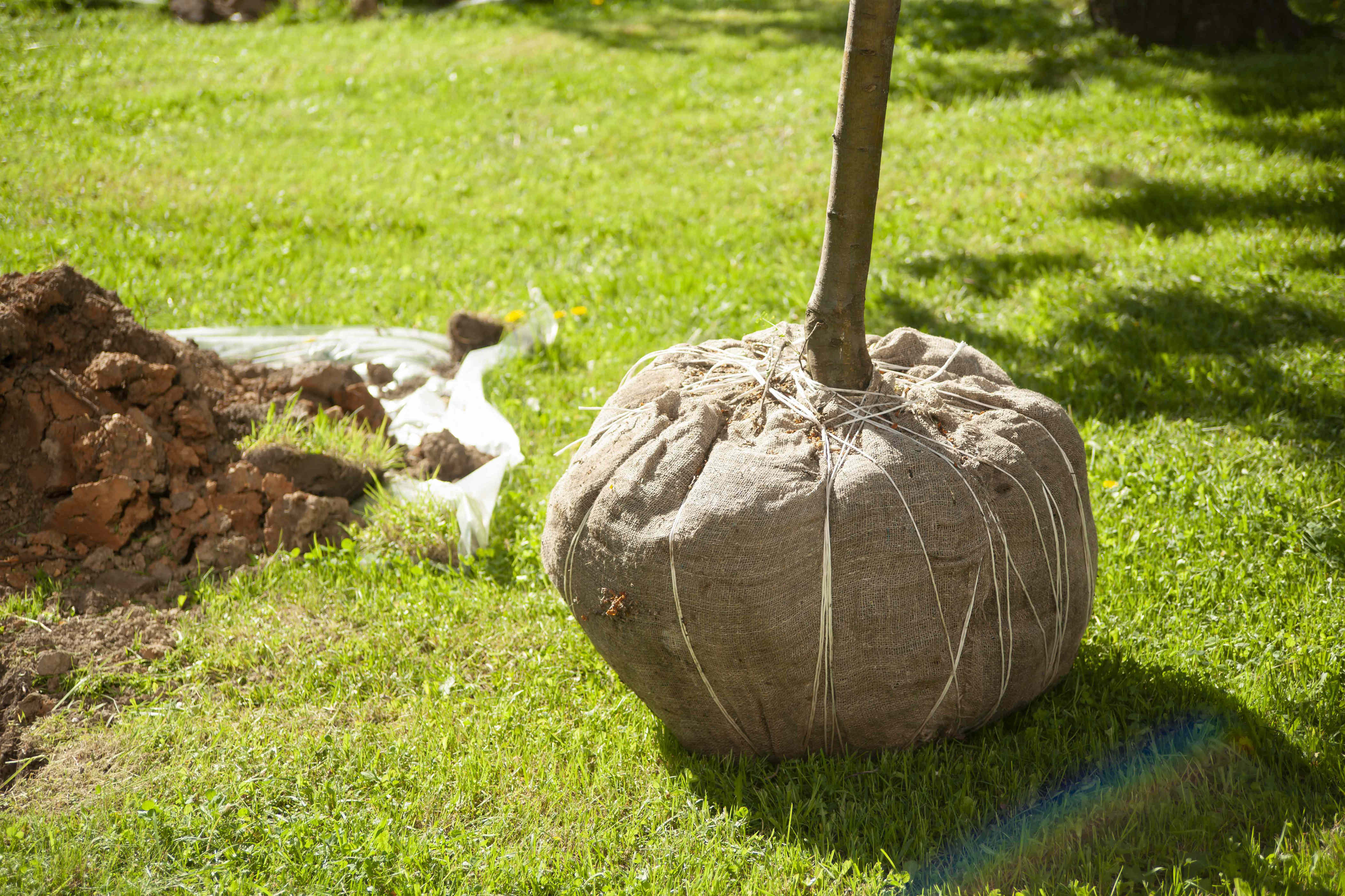 How to plant a tree the right way