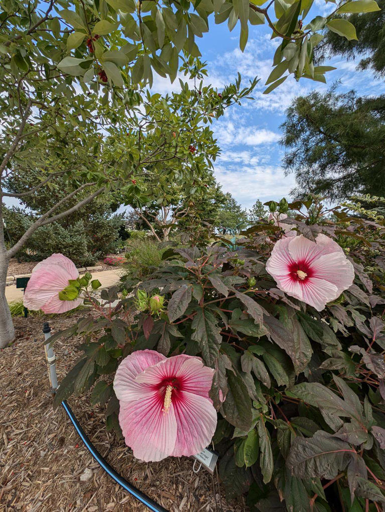 Plant these heat-loving florals for a pop of color in your KC garden ...