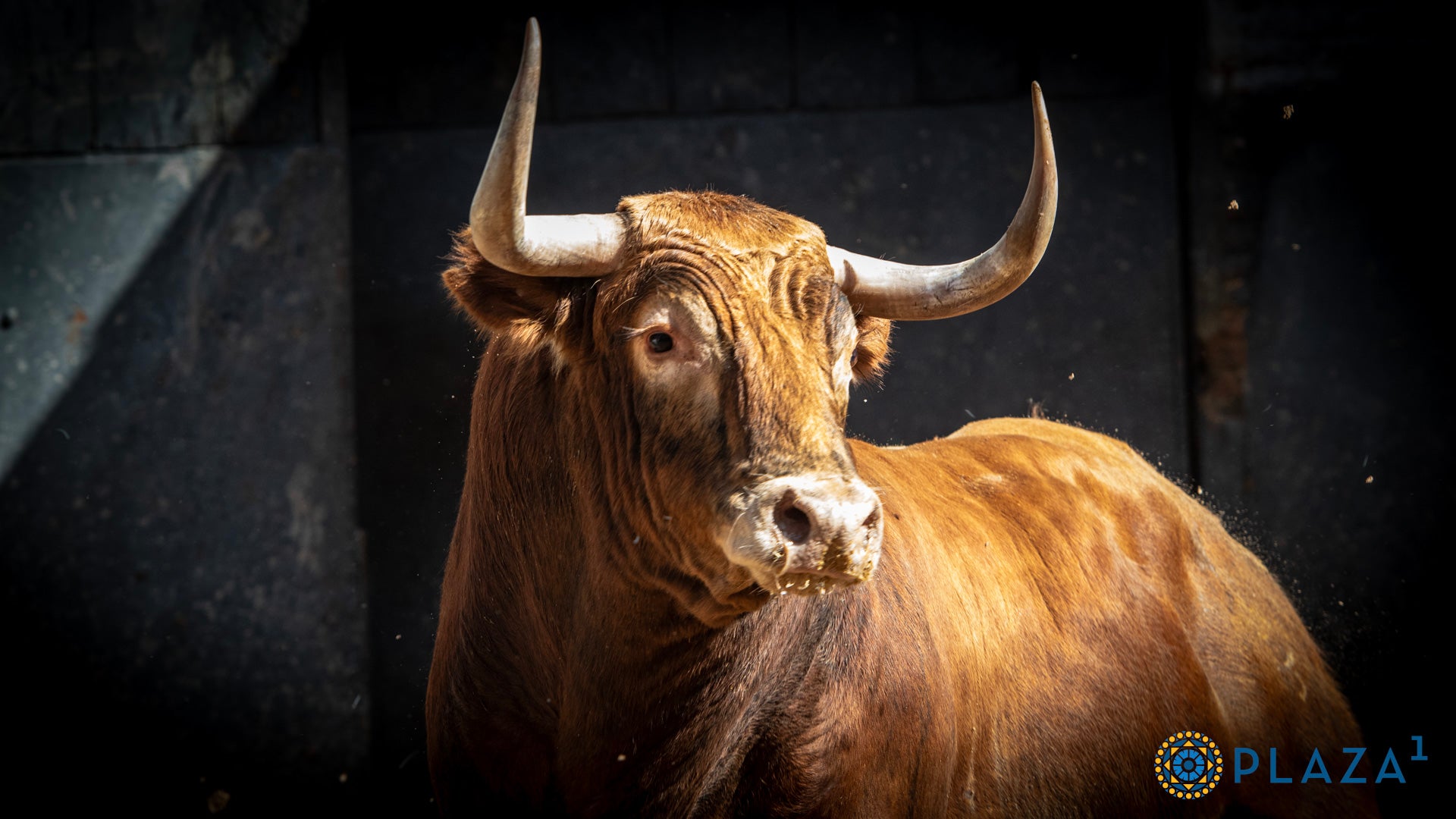 Estos son los astifinos toros de Alcurrucén para los tres toreros ...
