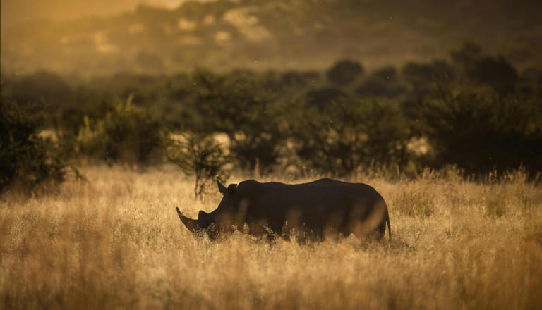 South African police clash with suspected rhino poachers near game reserve