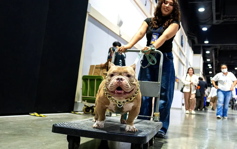 Loving your English bulldog the right way
