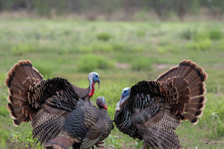 Massive 7,400-acre Texas hunting ranch hits market for $20M