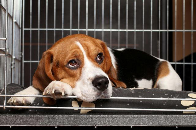 Prosecutors hit beagle rescuer with 3 more felony charges after lab dog ...