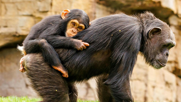 Researchers watched chimp teenagers for years and the behavior looked ...