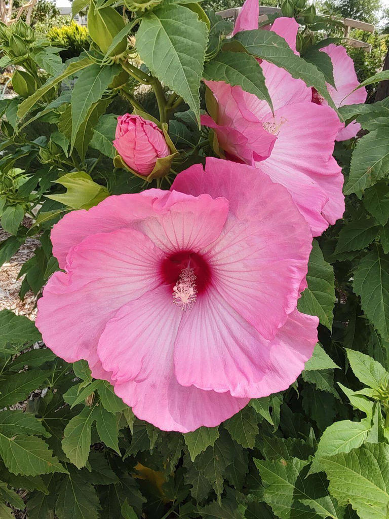 Plant these heat-loving florals for a pop of color in your KC garden ...