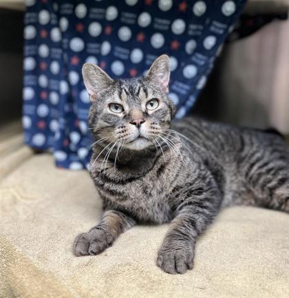 Adoption gratuite pour les chats âgés à la SPCA de Montréal