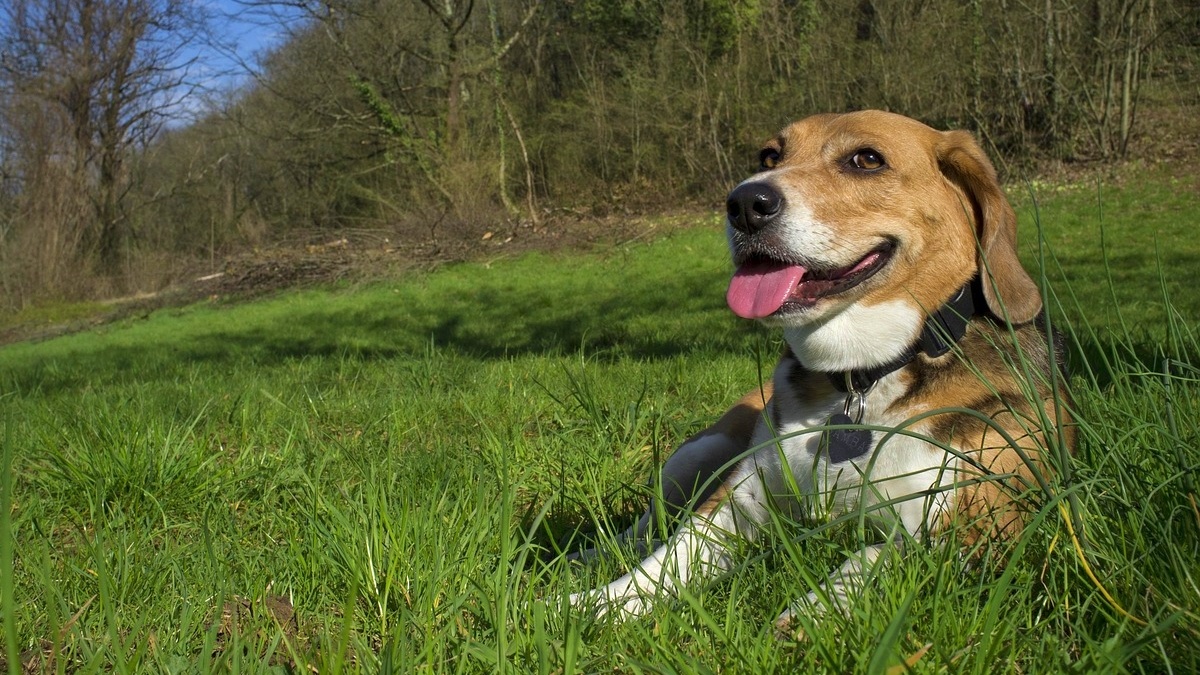 How to prevent your dog from pulling on the leash when you take a walk