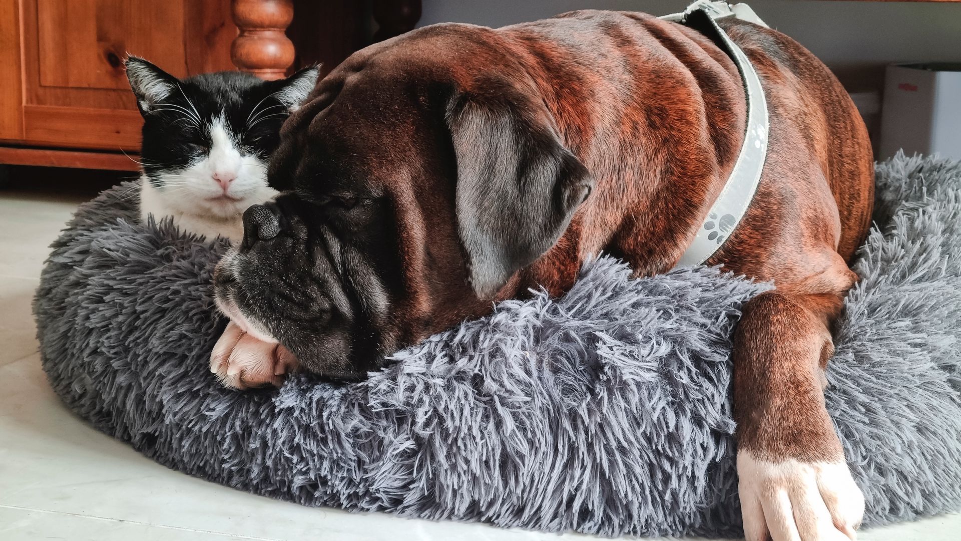 Tips for keeping a house clean with pets