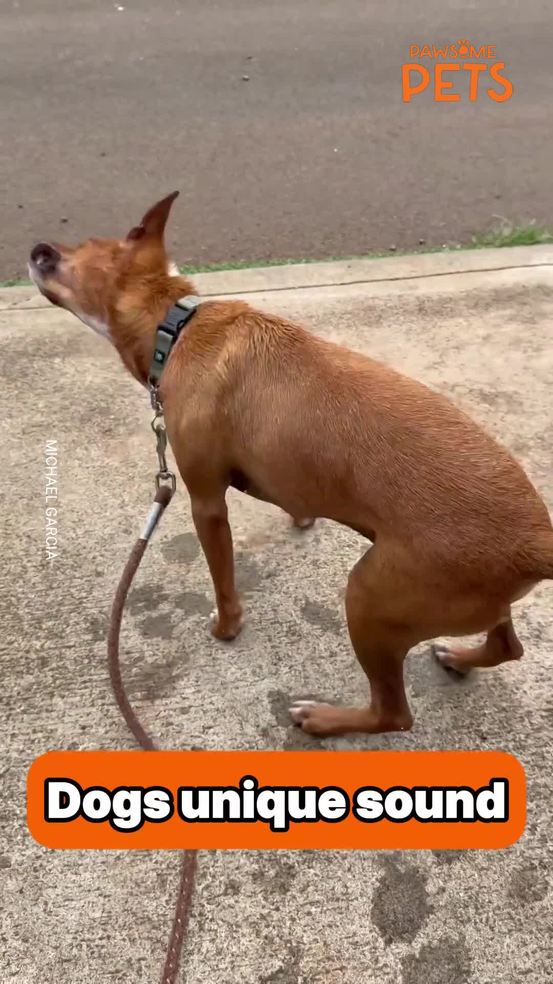 Dog makes hilarious noise while shaking off after bath in USA