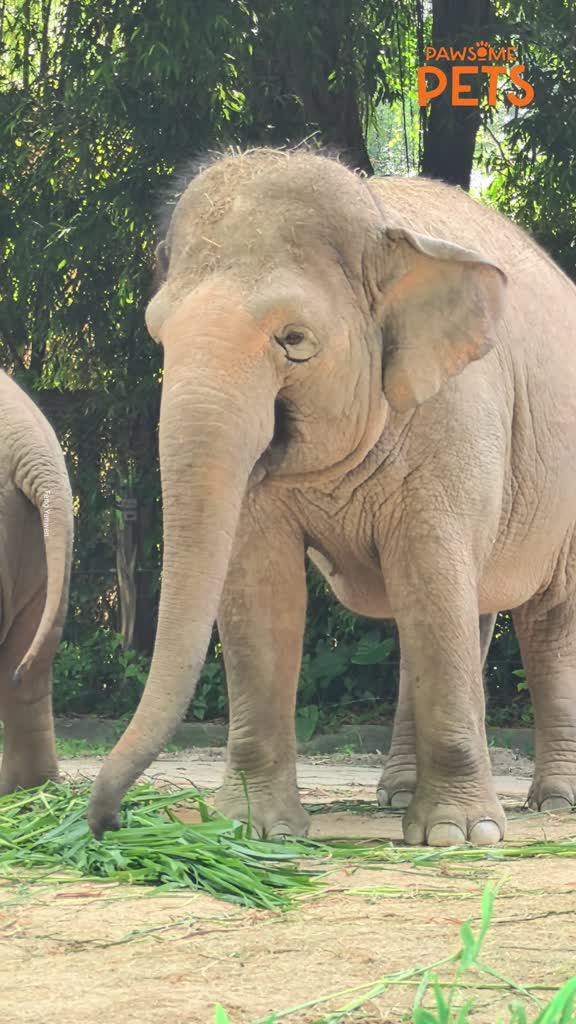 Internet-famous elephant delights crowds with hilarious grass hat