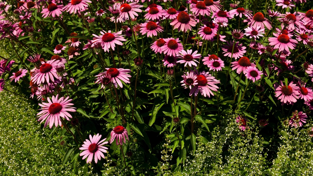 Coneflower magic for every garden style