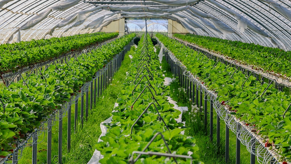 Greenhouse dreams made simple for gardeners