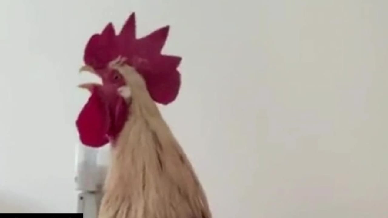 Pet rooster climbs into owner's bed to wake him up at 7am every morning