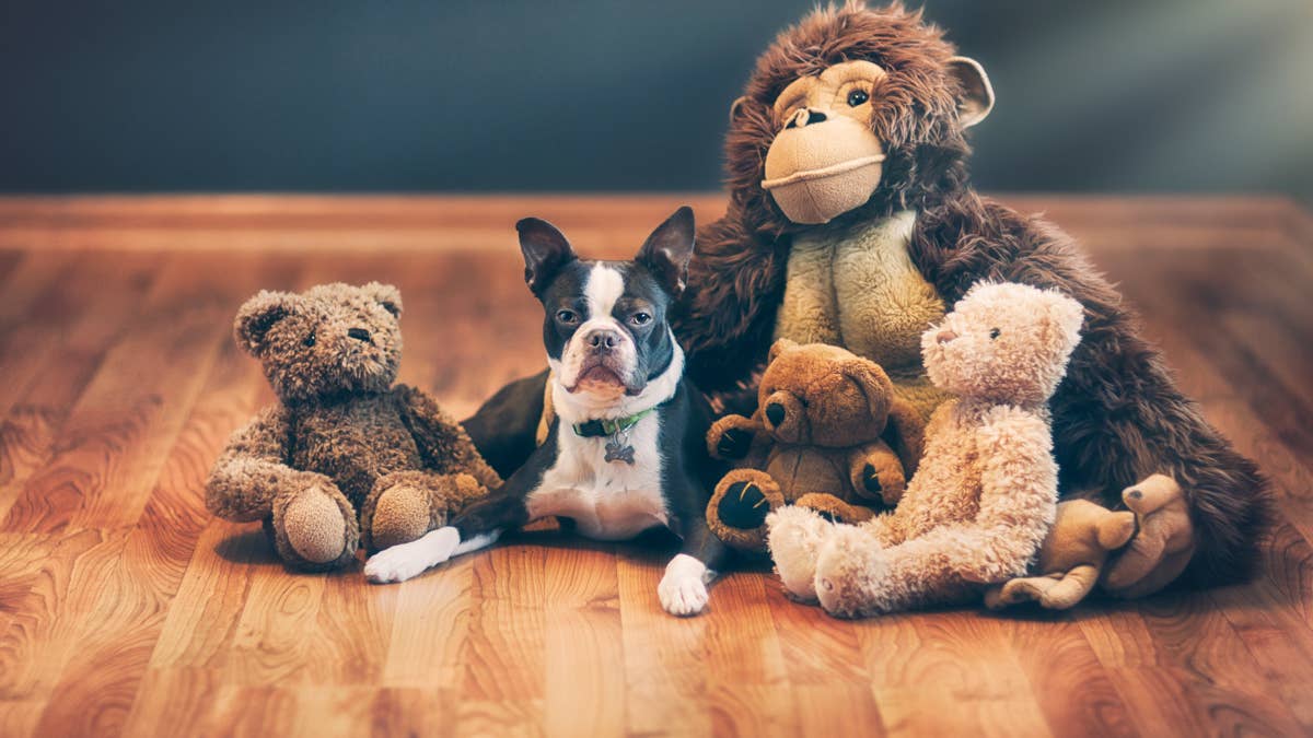Boston terrier’s response to 'bring one toy' is pure chaos