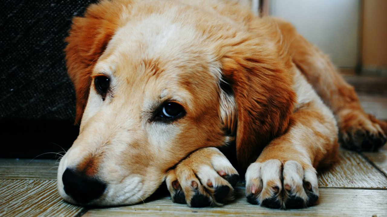 9 signs a dog gives when it knows it's dying