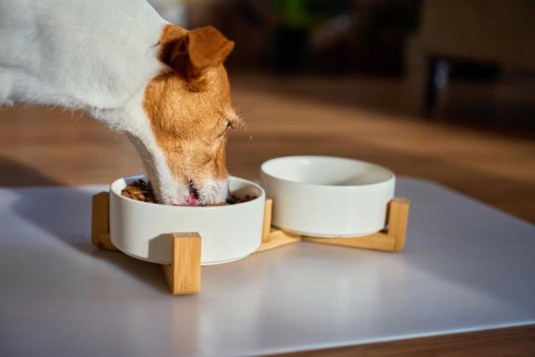 FDA emite alerta urgente por comida para perro contaminada con bacteria ...