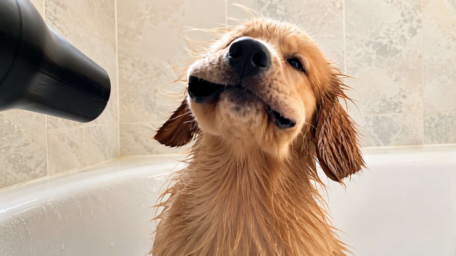 My dog battles the blow dryer