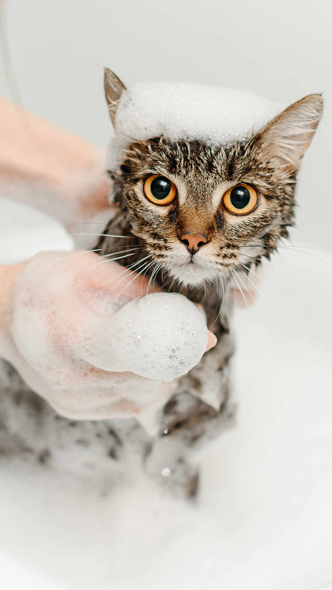 Things you do that your cat actually hates