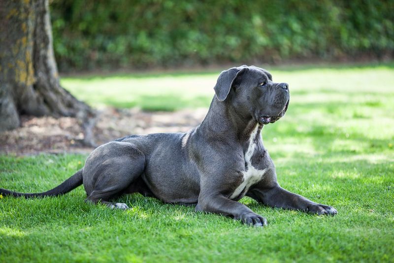 12 challenging puppy breeds that eventually become the most loyal dogs ...