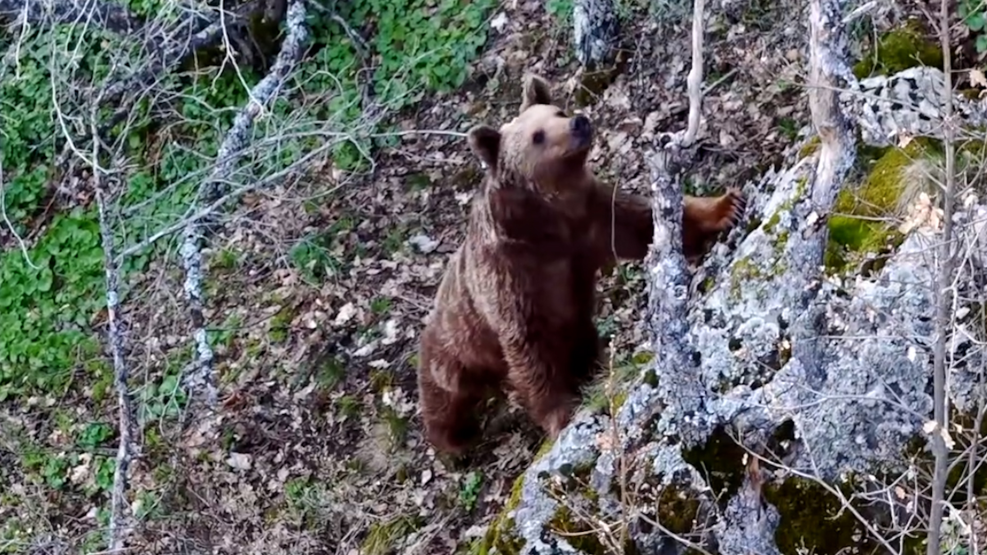 Spring awakening: Bear emerges from hibernation