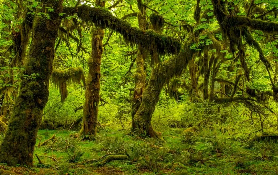 Step into the magic of Hoh Rain Forest