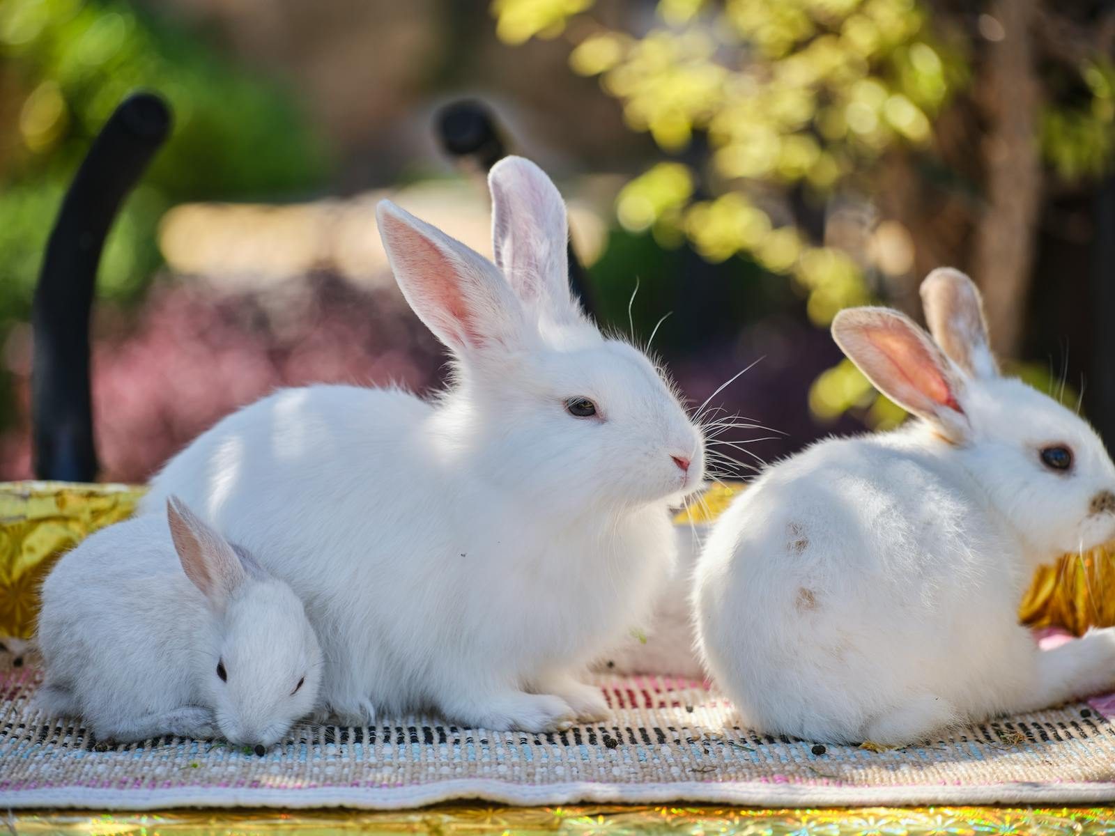 When homesick settlers released animals that changed ecosystems forever