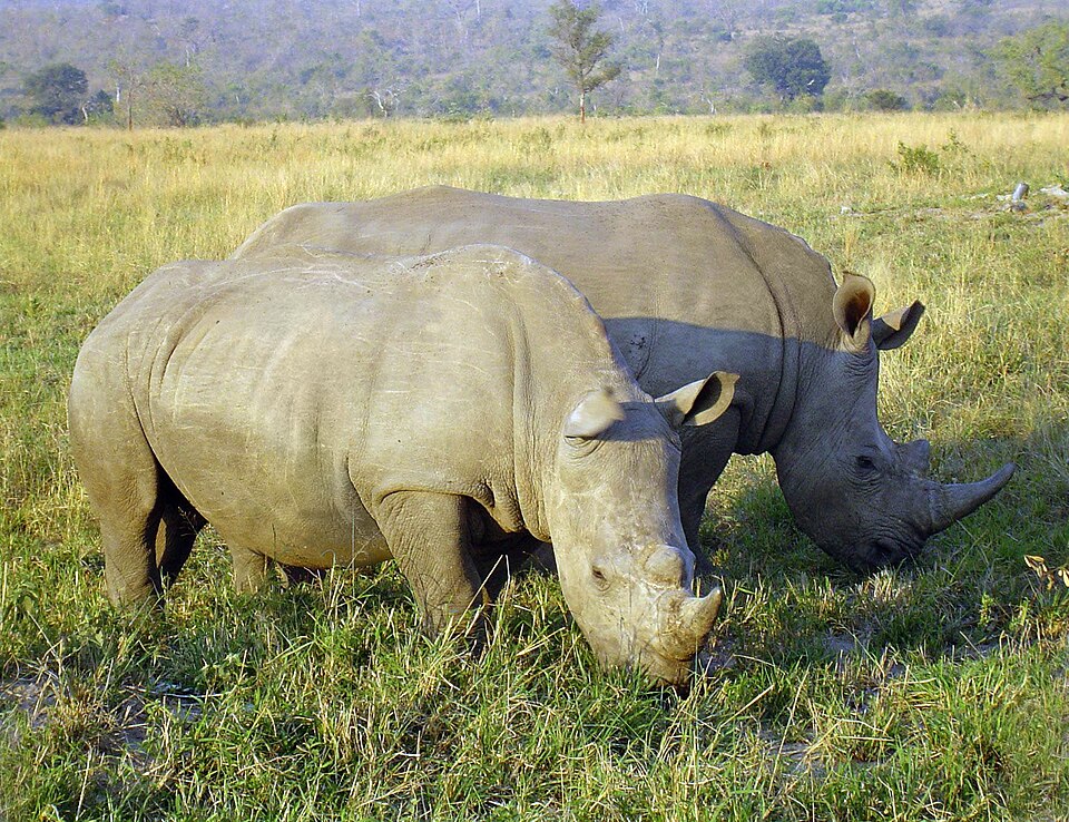 South African police clash with suspected rhino poachers near game reserve