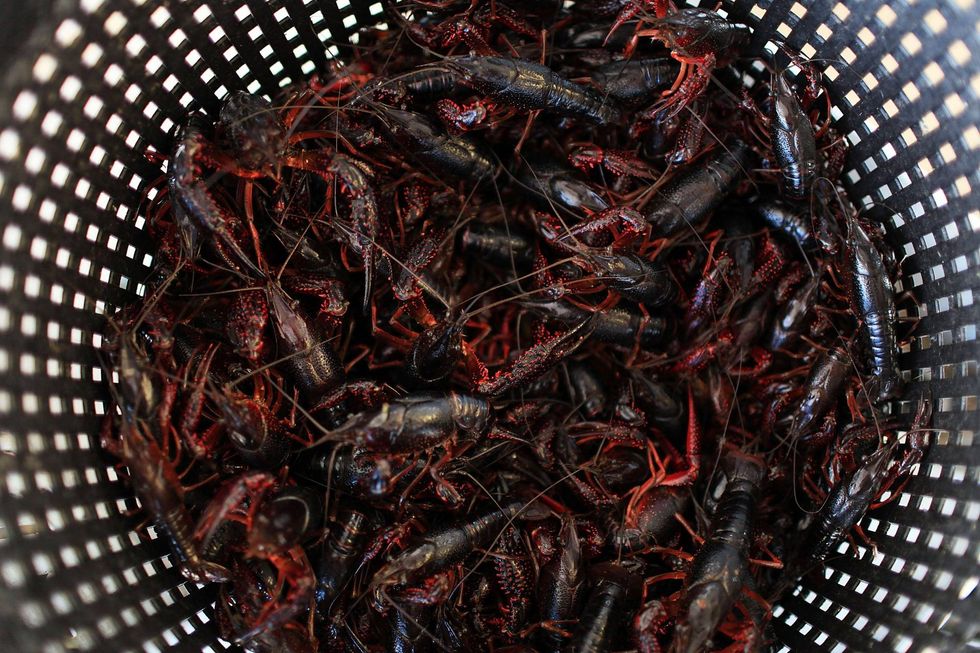 Prices are dropping as end of 2026 crawfish season approaches