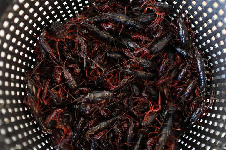 Prices are dropping as end of 2026 crawfish season approaches