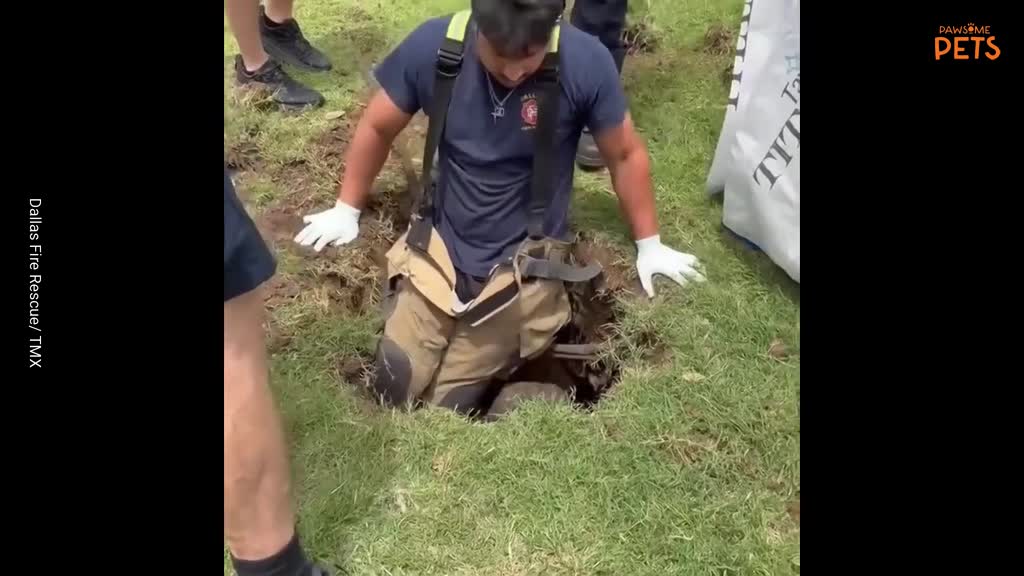 Large mastiff rescued after falling into hole in Texas