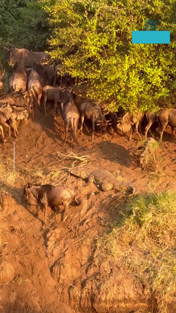 Mother crocodile guards nest as wildebeest stampede