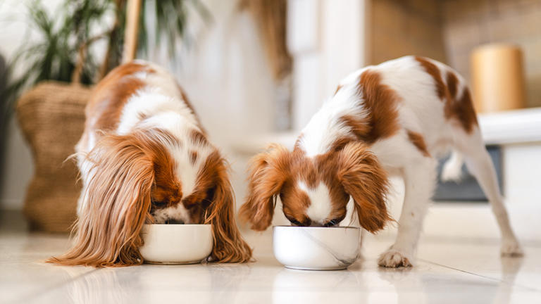 Popular pet food brand halts production after FDA warns of possible ...