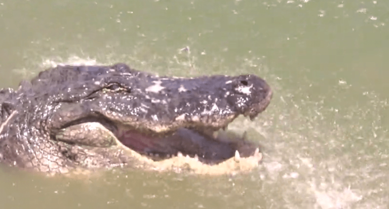 City of La Joya warn residents of alligator sighting near Palm Shores ...