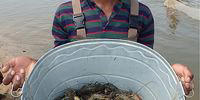 The Australian crayfish invading our rivers and threatening the ...