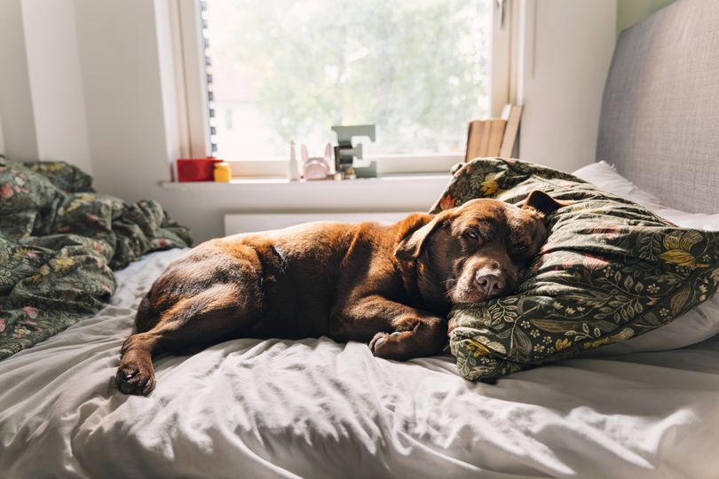 Vet warns of four health risks of letting your pet sleep in your bed