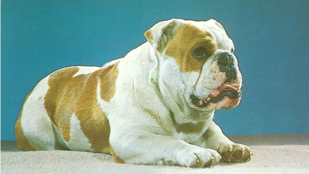 Loving your English bulldog the right way