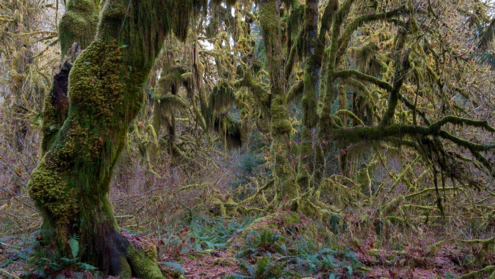 Step into the magic of Hoh Rain Forest