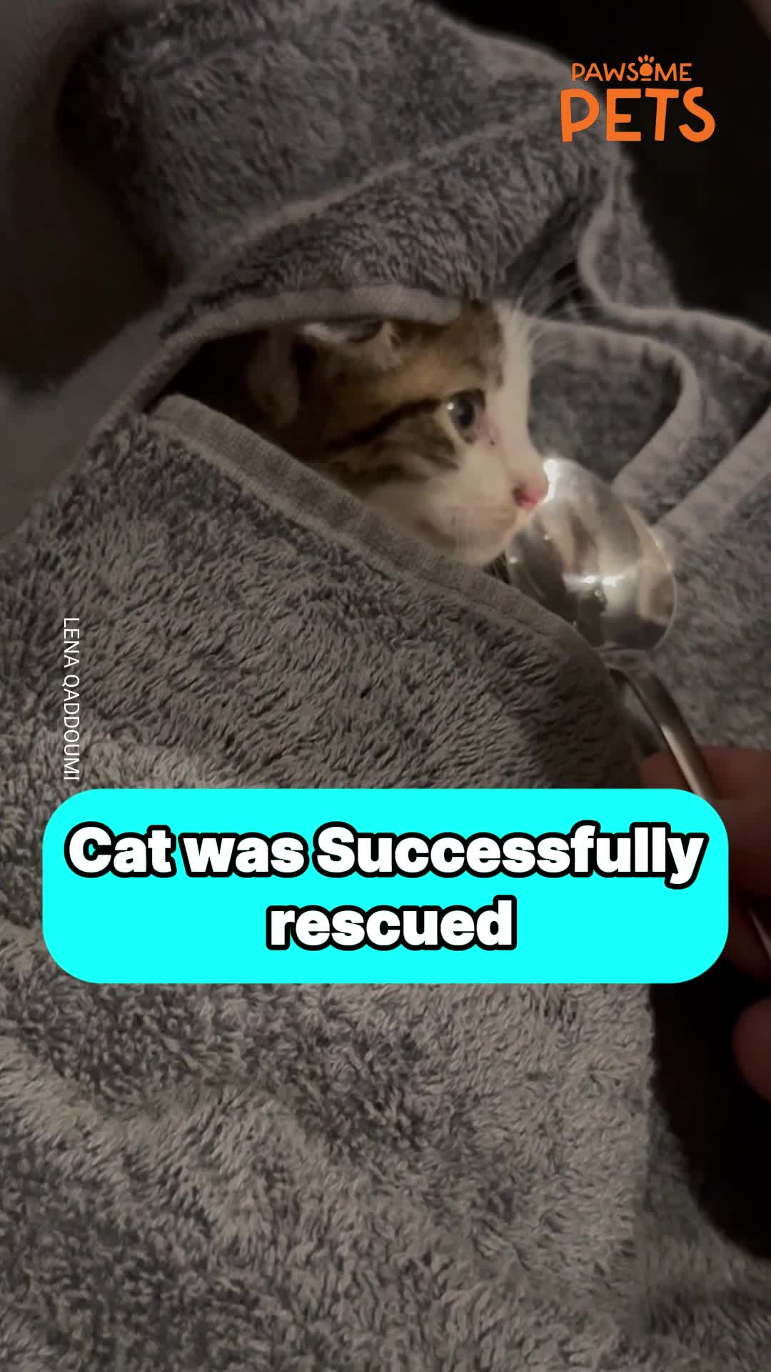 Holidaymakers rescue crying kitten trapped inside villa drainpipe