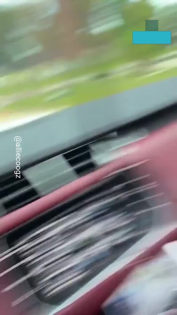 Frog clings to moving car mirror during chaotic roadside ride