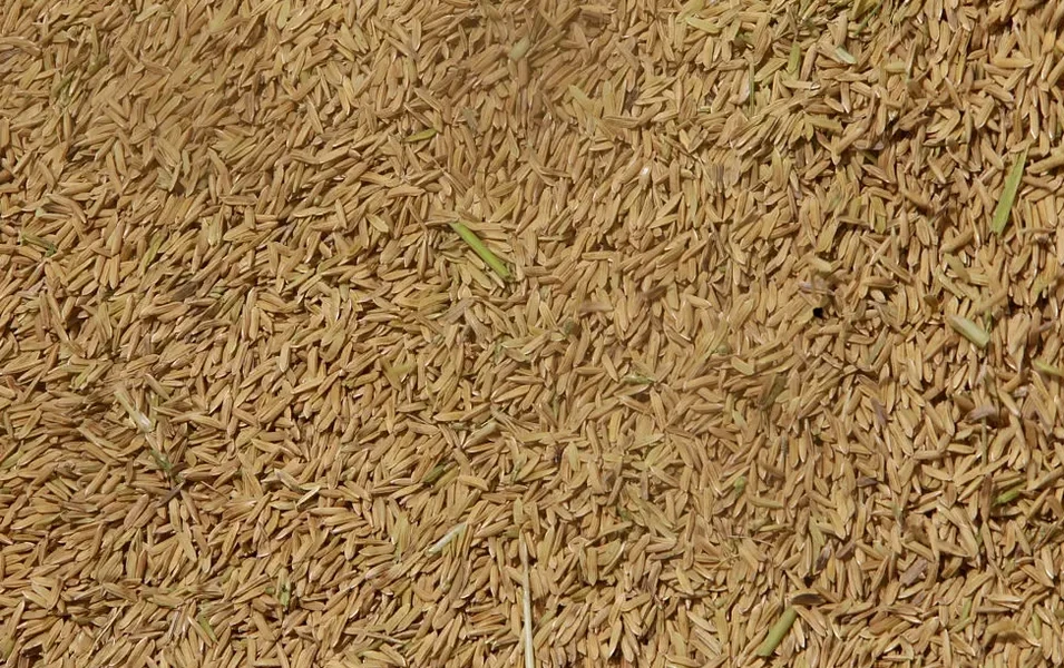 Master the art of perfect fluffy rice