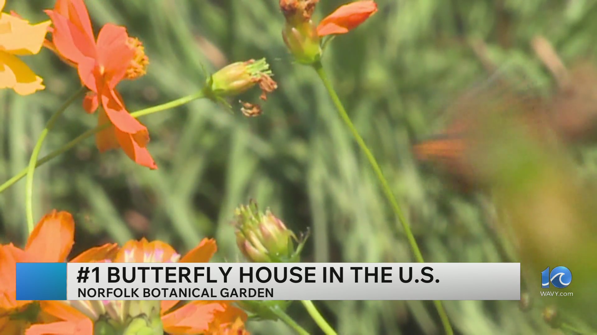 Norfolk Botanical Garden named #1 butterfly house in US second year in ...