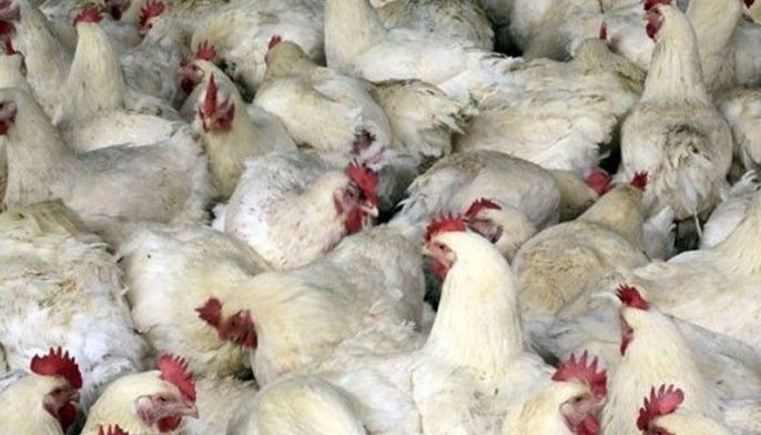 Poultry farmgate prices pulled down by soft demand, oversupply – UBRA
